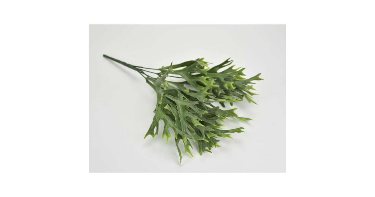 Szarvasagancs páfrány | Pepita.hu