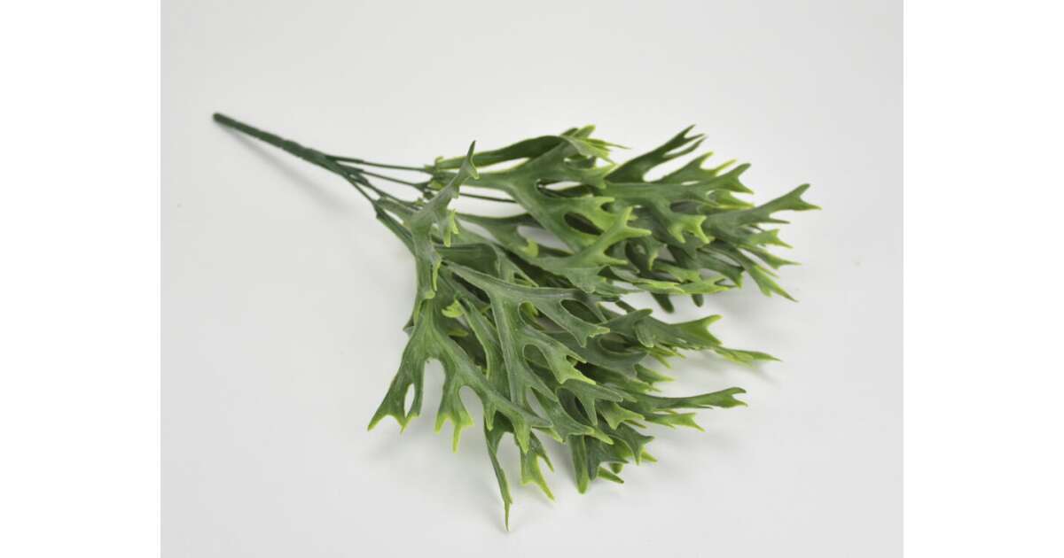 Szarvasagancs páfrány | Pepita.hu