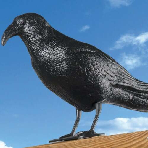 SPRINTER szenzoros varjú beszélő károgó Művarjú hangutánzó UV védett ...