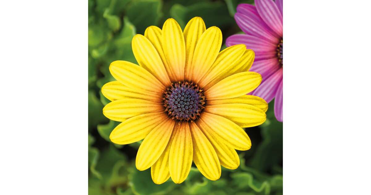 Garden of Eden Prémium kerti dekoráció VIRÁG, GERBERA,Kerti dekoráció ...