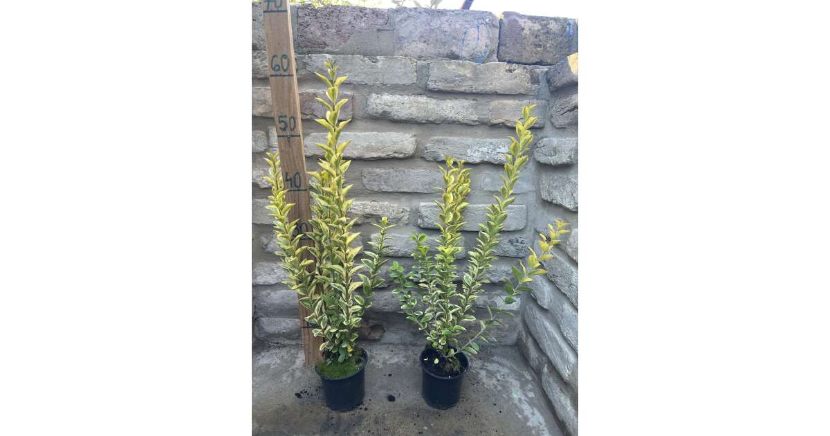 Golden Variegated Privet, Evergreen - Ligustrum ovalifolium 'Aureum ...