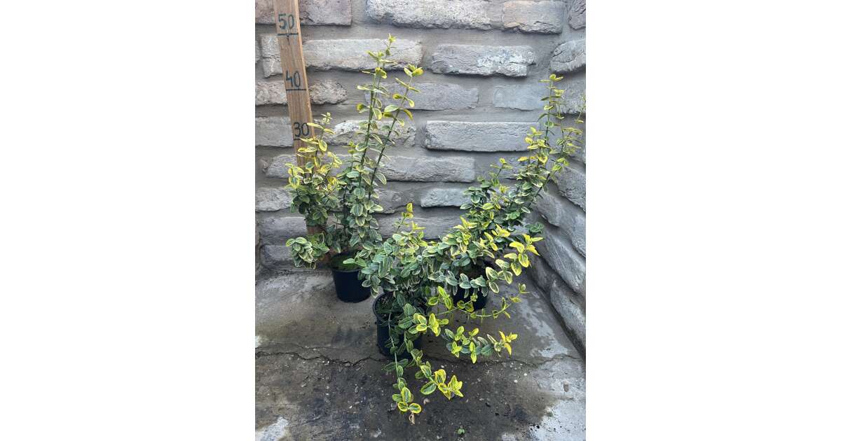 Euonymus fortunei Emerald'n Gold - Golden Creeping Euonymus | Pepita.com