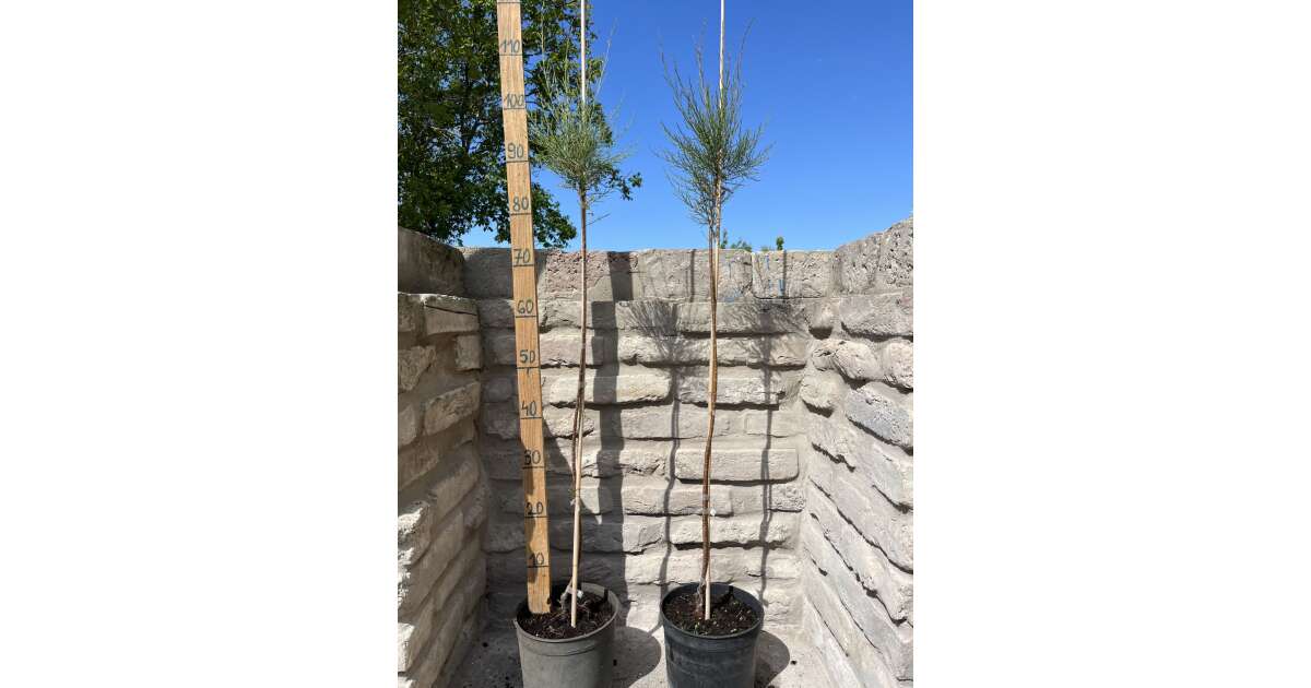 Törzses Tamariska - Tamarix tetranda | Pepita.hu