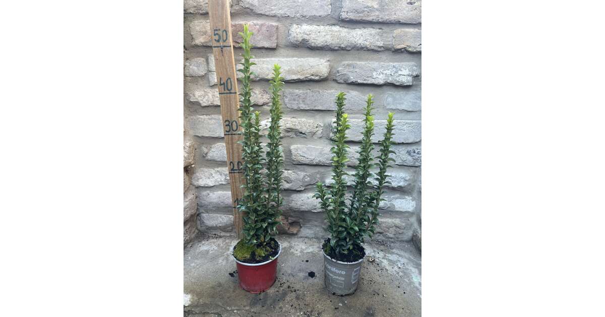 Columnar Japanese Spindle - Euonymus japonicus Benkomasaki | Pepita.com