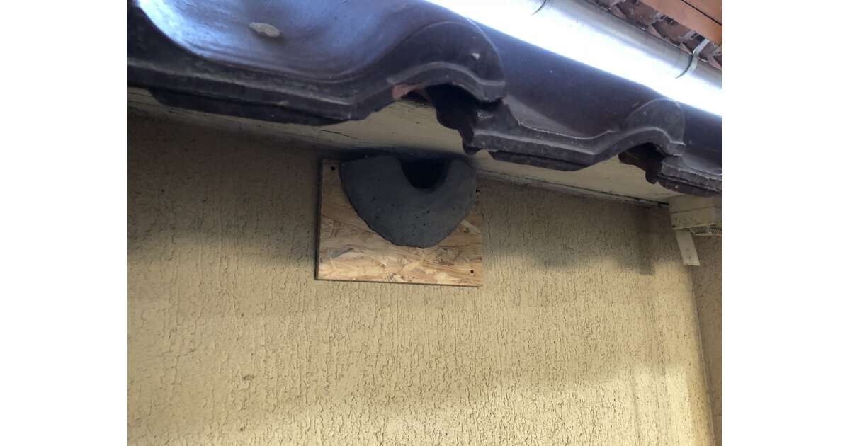 Mű fecskefészek molnárfecskéknek | Pepita.hu