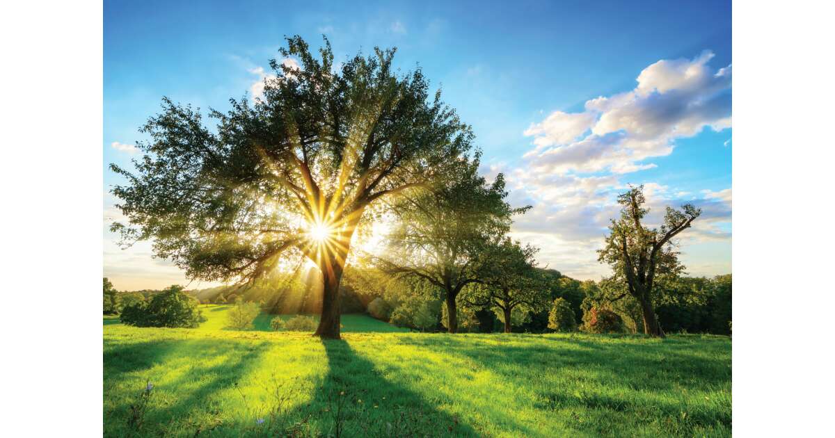 Fotografie tapet Soare intre copaci | Pepita.com