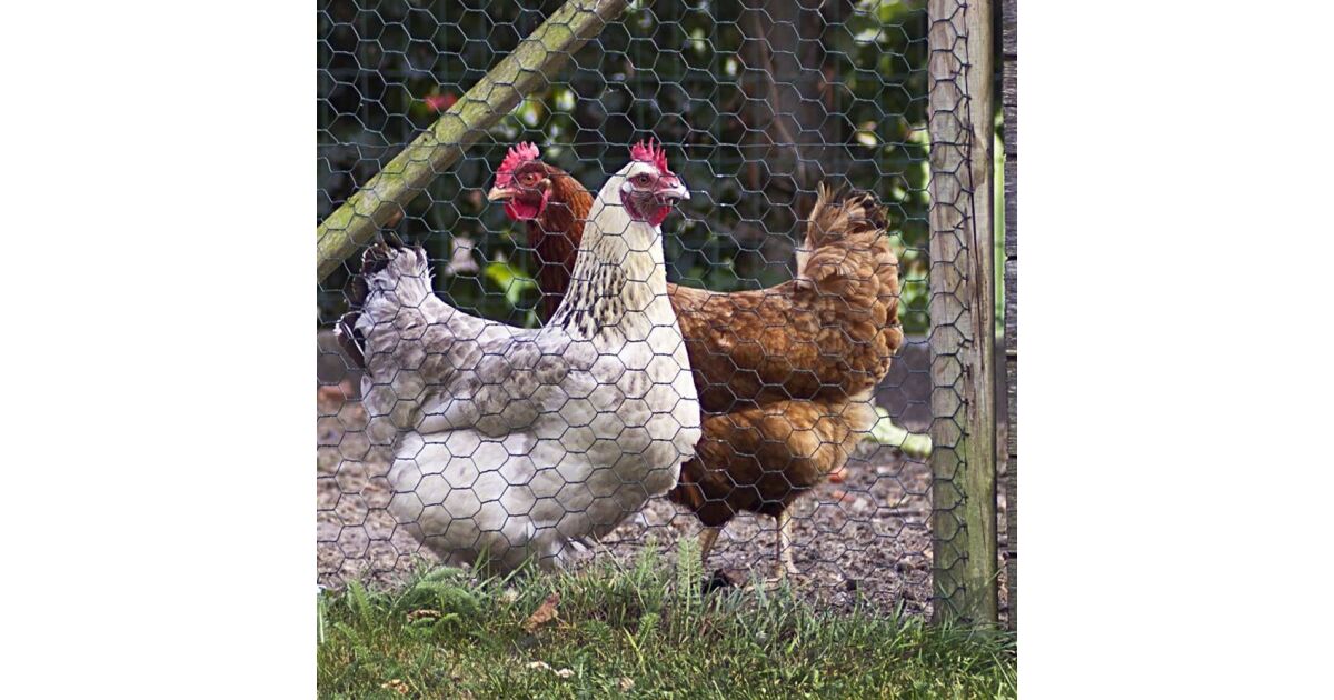 Zaun aus Rabietsgitter, PVC, grün, 25 mm, 1 mm, Höhe 1 m | Pepita.com