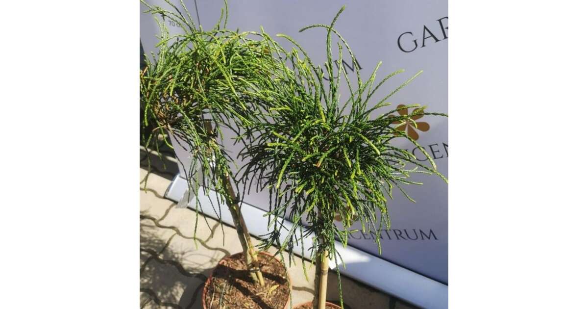 Thuja plicata Whipcord MT50- Törzses fonalas tuja | Pepita.hu