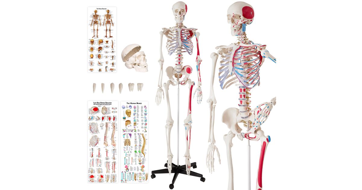 TecTake - Anatómia Kostry - Model - 180cm | Pepita.com