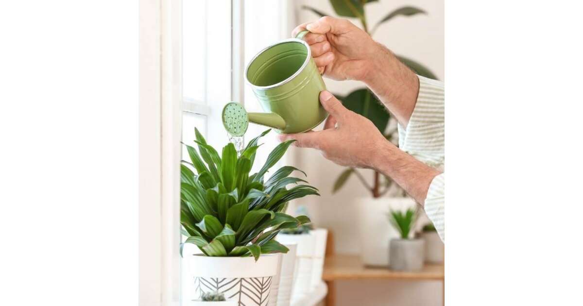 Gardencentrum Örökzöld NPK műtrágya | Pepita.hu