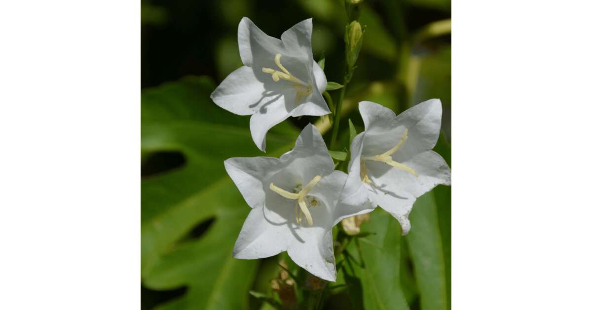 Campanula carpatica 'Jenny' - Fehér Kárpáti Harangvirág - Évelő | Pepita.hu