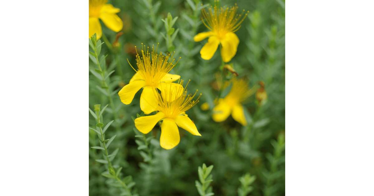 Hypericum polyphyllum Grandiflorum CS9 - Aprólevelű orbáncfű | Pepita.hu