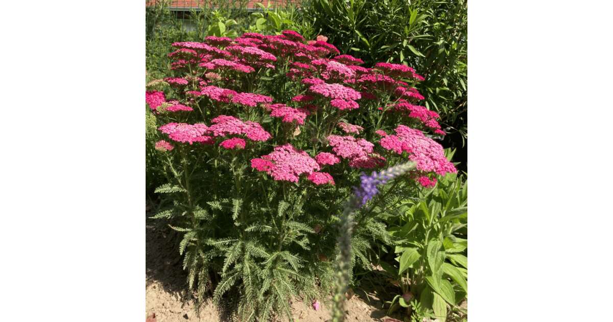 Rózsaszín Cickafark - Achillea millefolium - Évelő Dísznövény | Pepita.hu