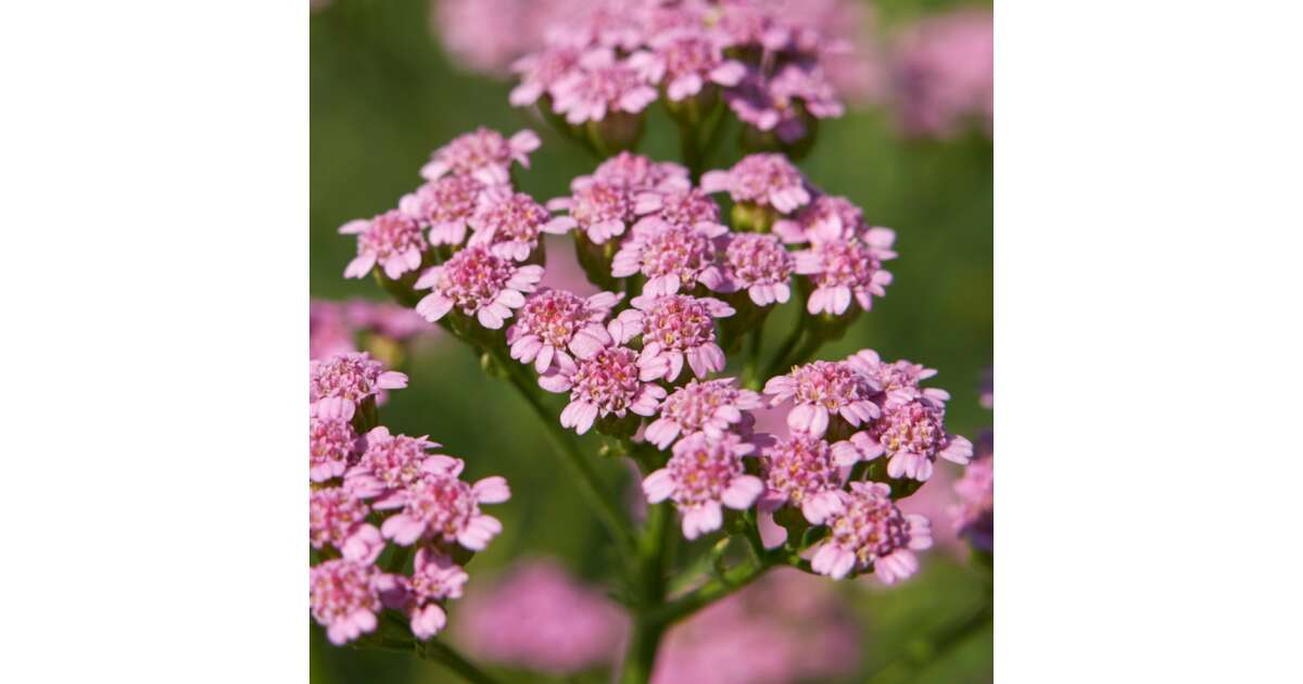Rózsaszín Cickafark - Achillea millefolium - Évelő Dísznövény | Pepita.hu