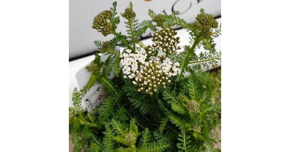 Achillea millefolium - Fehér cickafark | Pepita.hu