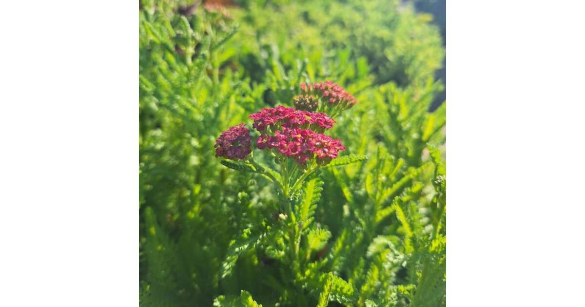 Cseresznyepiros Cickafark - Achillea millefolium - Évelő | Pepita.hu