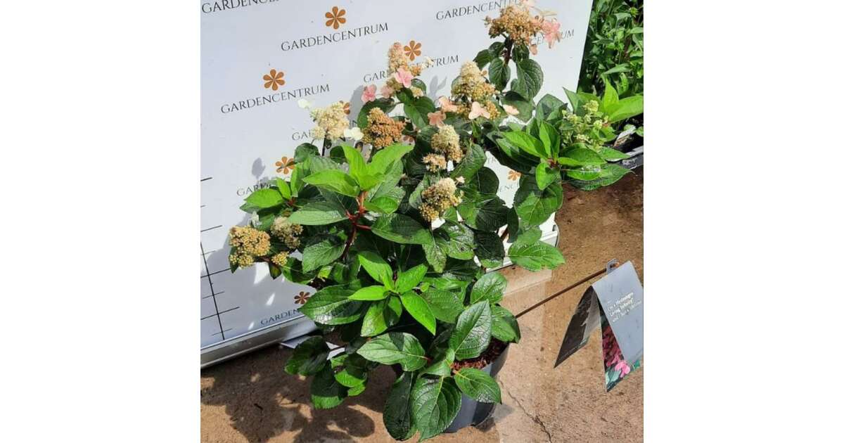 Hydrangea paniculata Living Infinity® K5 - Bugás hortenzia | Pepita.hu
