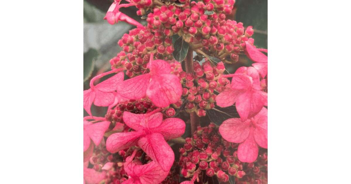 Hydrangea paniculata Living Infinity® K5 - Bugás hortenzia | Pepita.hu