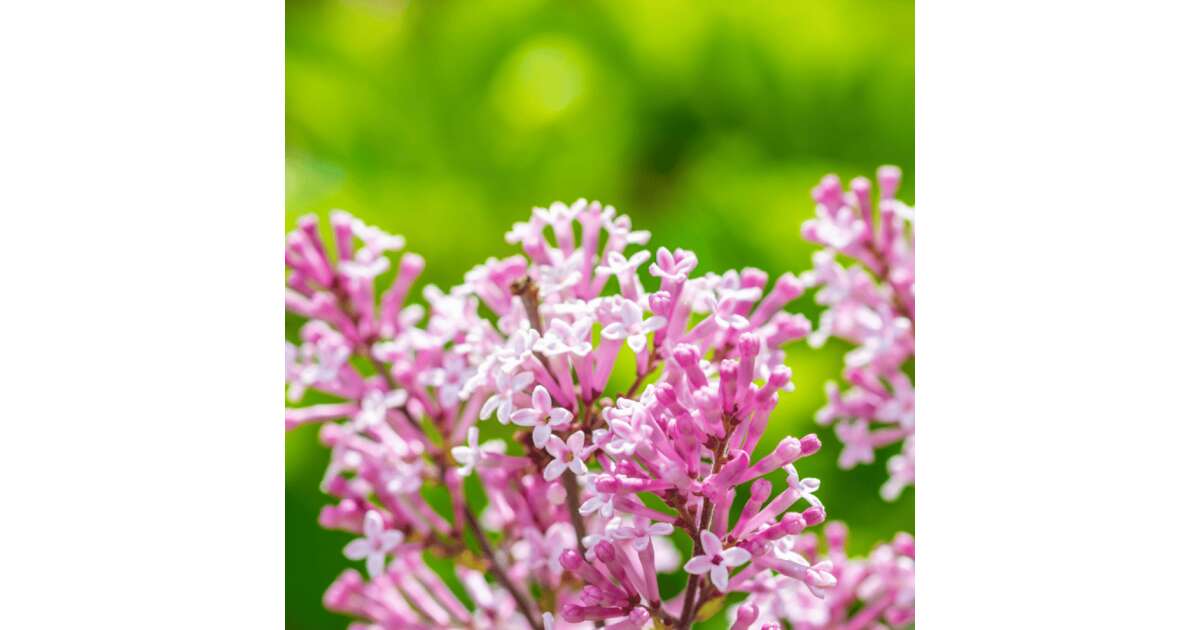 Syringa meyeri Palibin MT60 - Törpe orgona fa | Pepita.hu