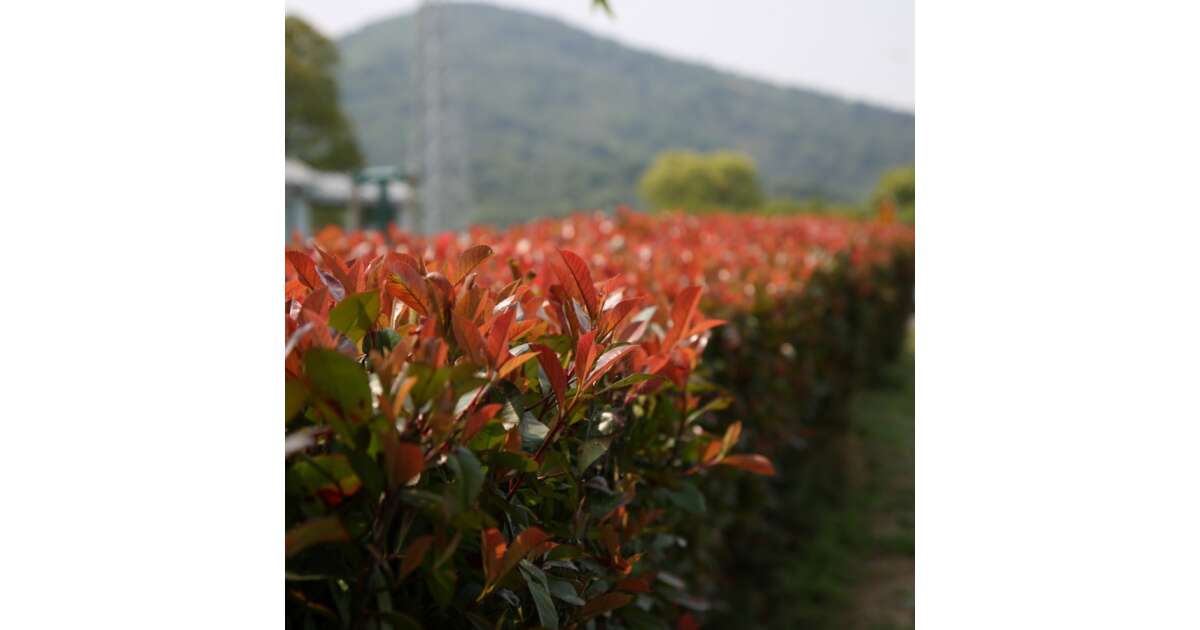 Red Robin Korallberkenye - Díszcserje - P9 | Pepita.hu