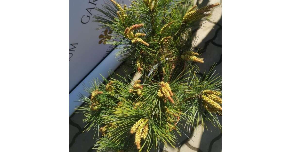 Pinus densiflora Tanyosho Compacta - Ernyős japán erdeifenyő | Pepita.hu