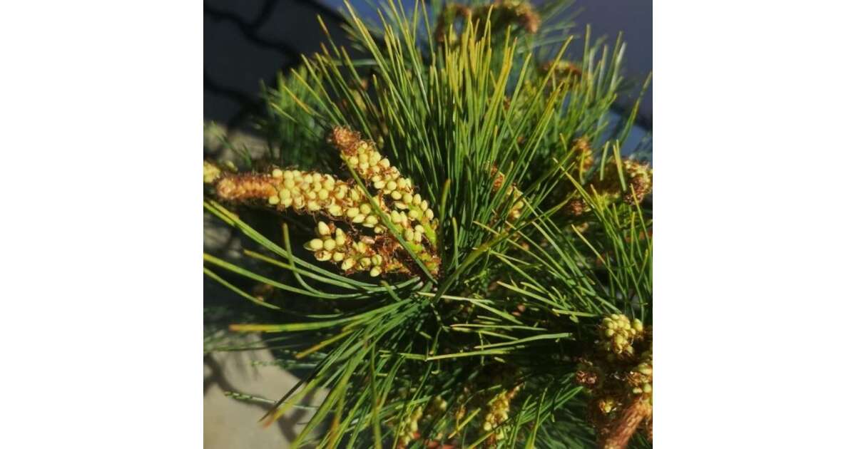 Pinus densiflora Tanyosho Compacta - Ernyős japán erdeifenyő | Pepita.hu