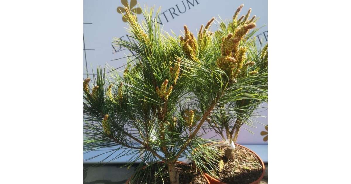 Pinus densiflora Tanyosho Compacta - Ernyős japán erdeifenyő | Pepita.hu