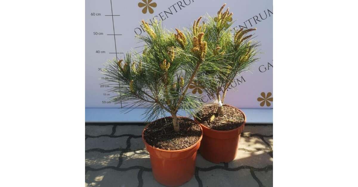 Pinus densiflora Tanyosho Compacta - Ernyős japán erdeifenyő | Pepita.hu