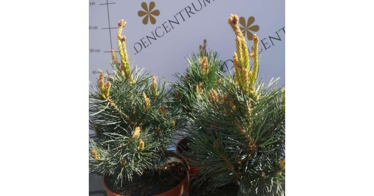 Pinus sylvestris Chantry Blue - Kékeszöld erdeifenyő | Pepita.hu