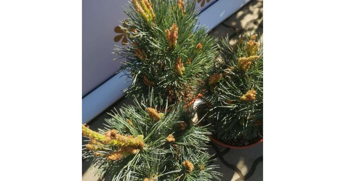 Pinus sylvestris Chantry Blue - Kékeszöld erdeifenyő | Pepita.hu