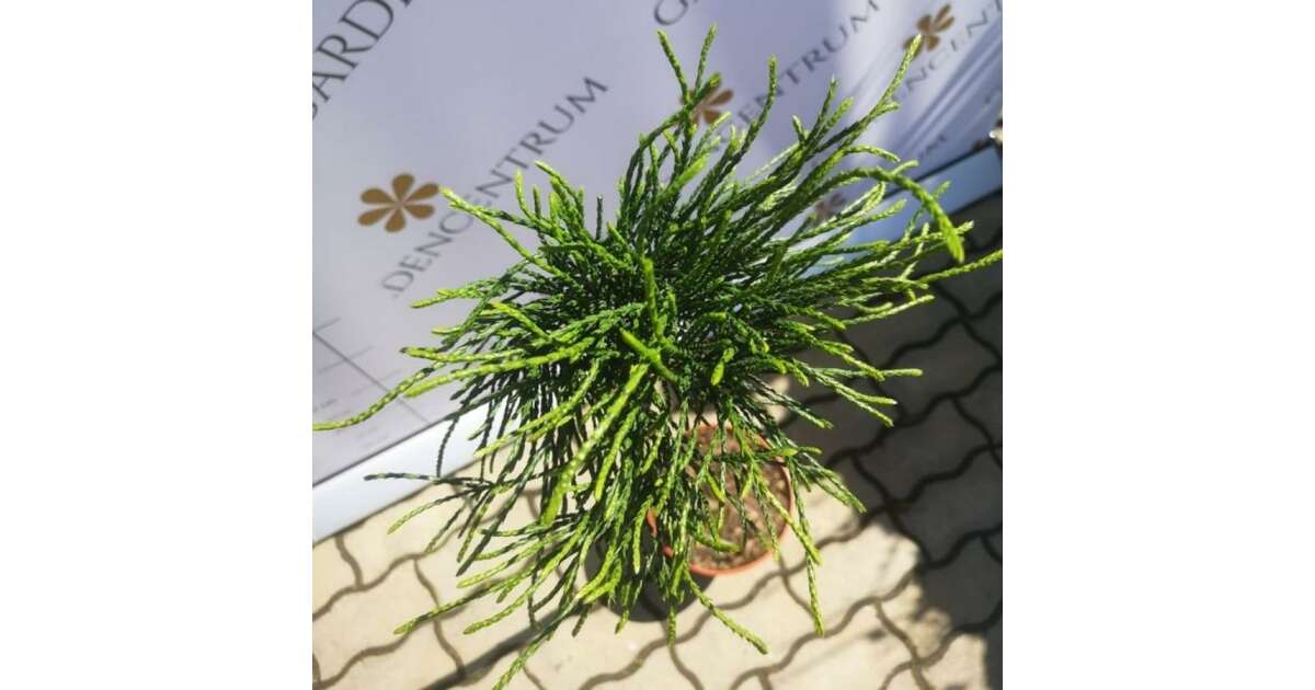 Thuja 'Whipcord' Magastörzsű Tuja - 70 cm | Pepita.hu