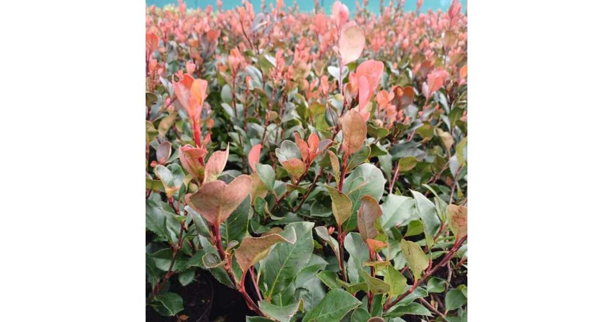 Little Red Robin Törpe Korallberkenye Díszcserje | Pepita.hu