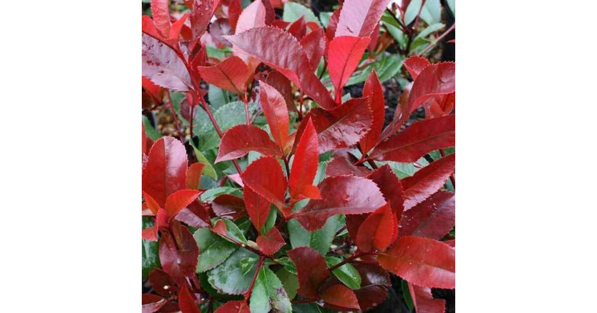 Little Red Robin Törpe Korallberkenye Díszcserje | Pepita.hu