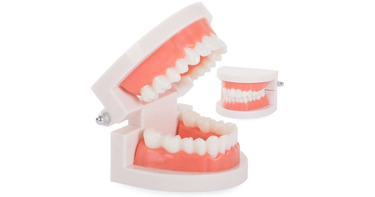 Fogászati fogsor modell | Pepita.hu