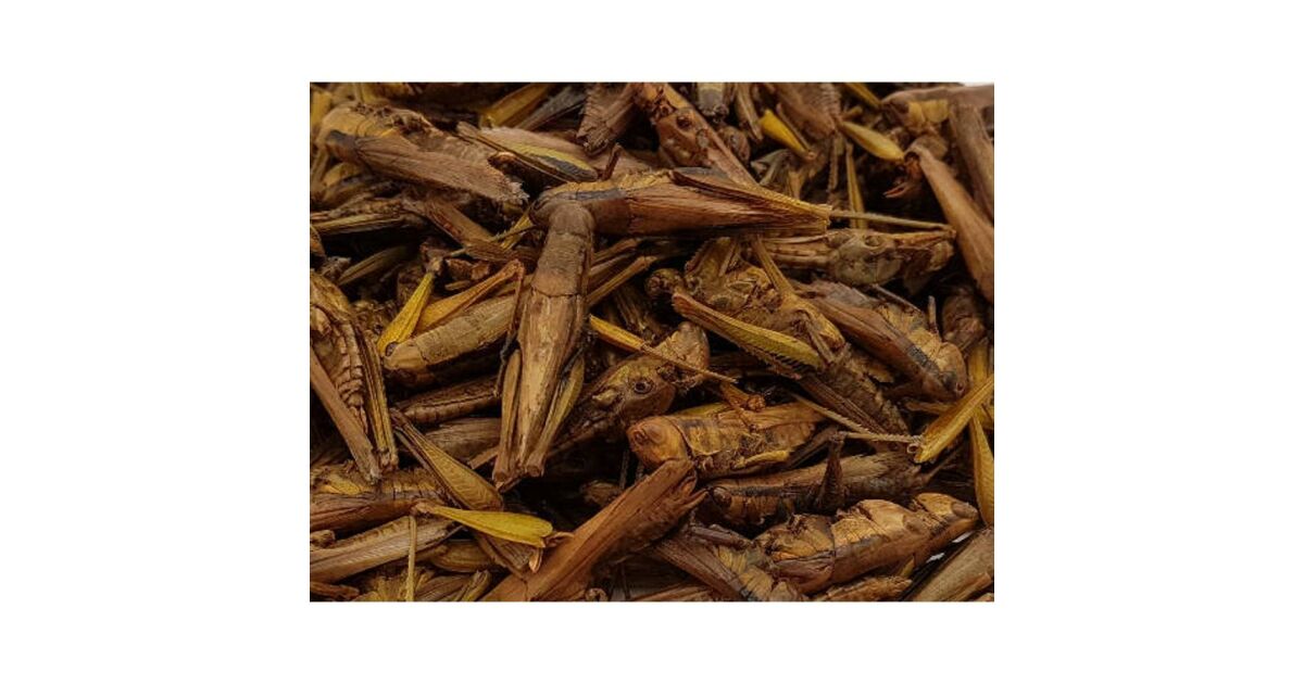 Trópus Dried Grasshopper - kiegészítő eleség (szárított szöcske ...
