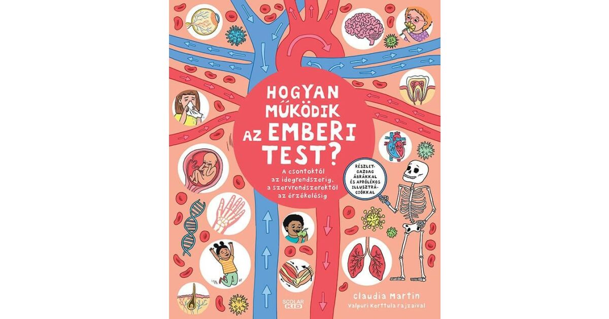 Hogyan működik az emberi test? | Pepita.hu