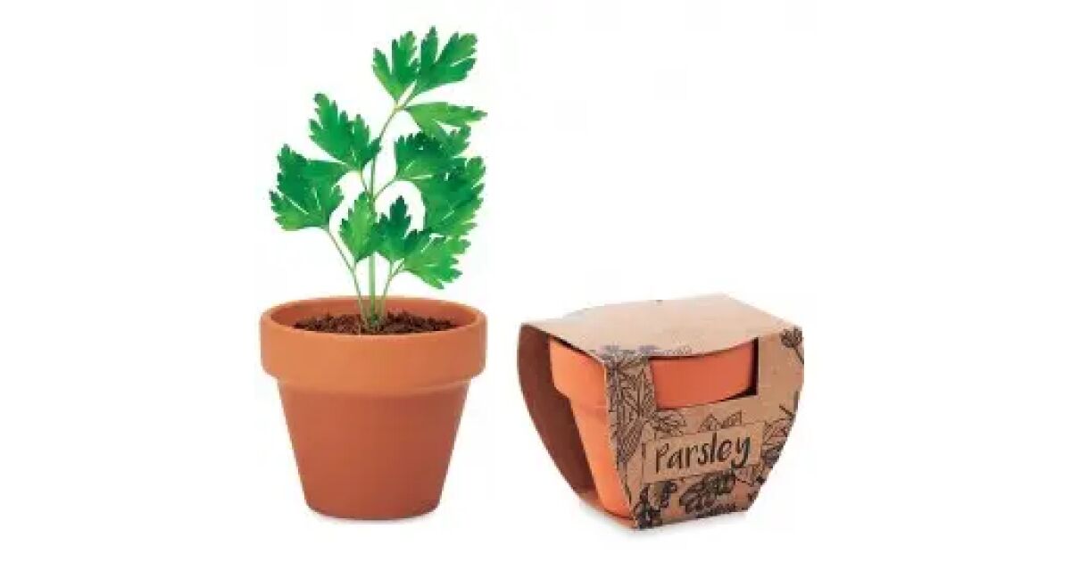 Kit Gradinarit, Ghiveci de Teracota cu Seminte de Patrunjel, 5x6x5.5 cm ...