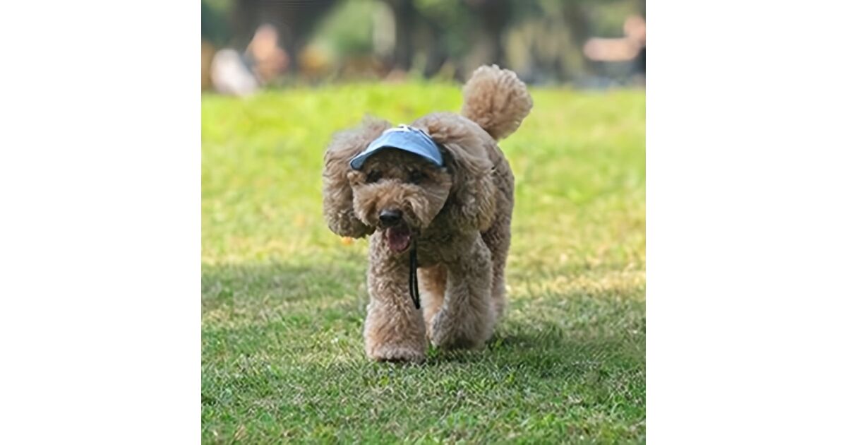 Șapcă de baseball ajustabilă pentru câini și pisici | Pepita.com