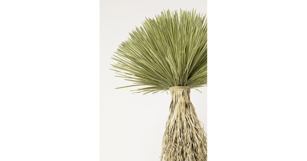 KARE Design Yucca Rostrata Műnövény Dekoráció 240 cm | Pepita.hu