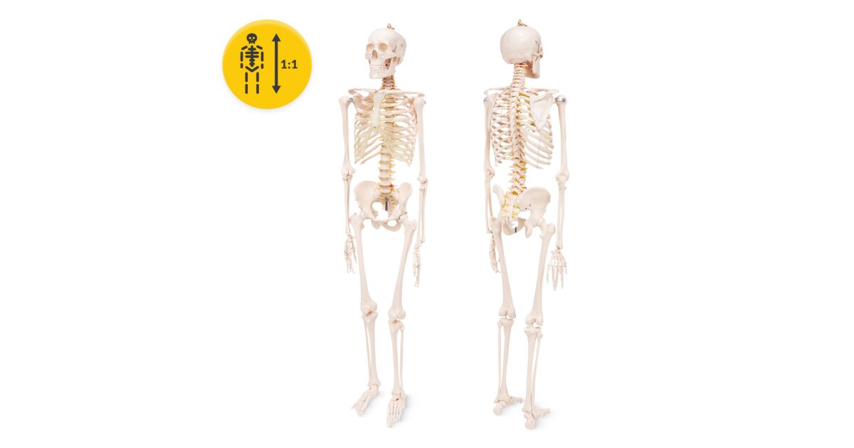 Schelet uman 180 cm - model anatomic | Pepita.com