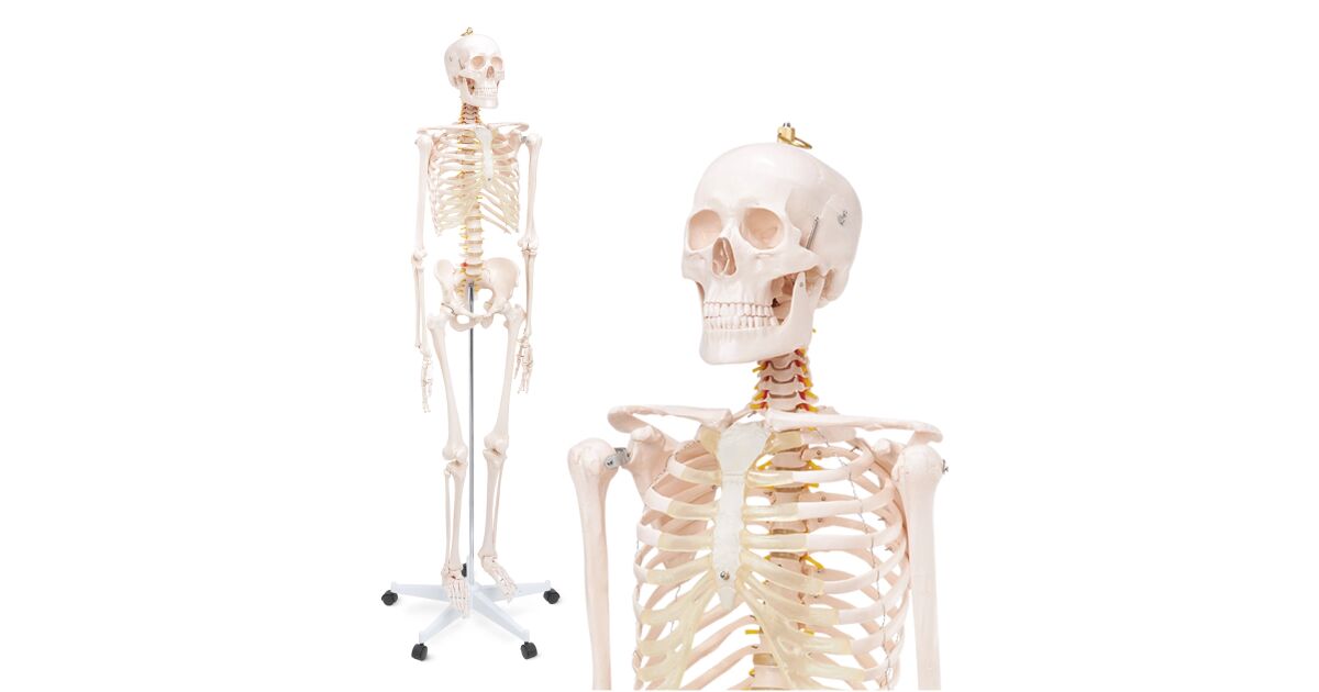 Schelet uman 180 cm - model anatomic | Pepita.com