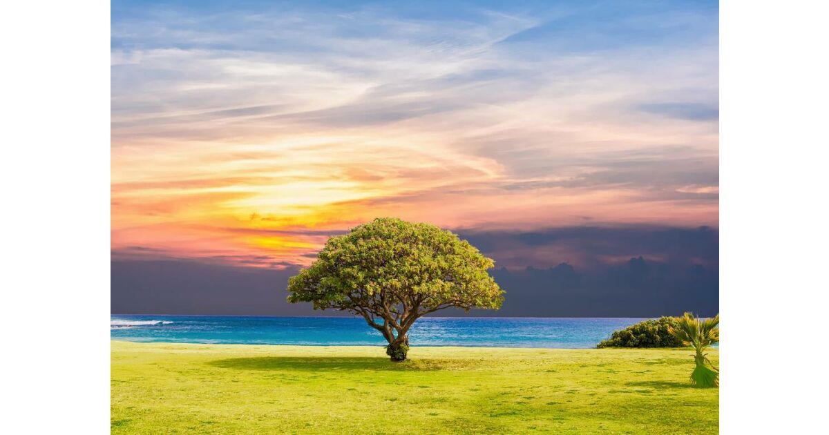 Recenzii: Fototapet autocolant Bonzai la malul marii, 300 x 200 cm ...