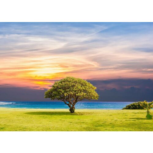 Recenzii: Fototapet autocolant Bonzai la malul marii, 300 x 200 cm ...