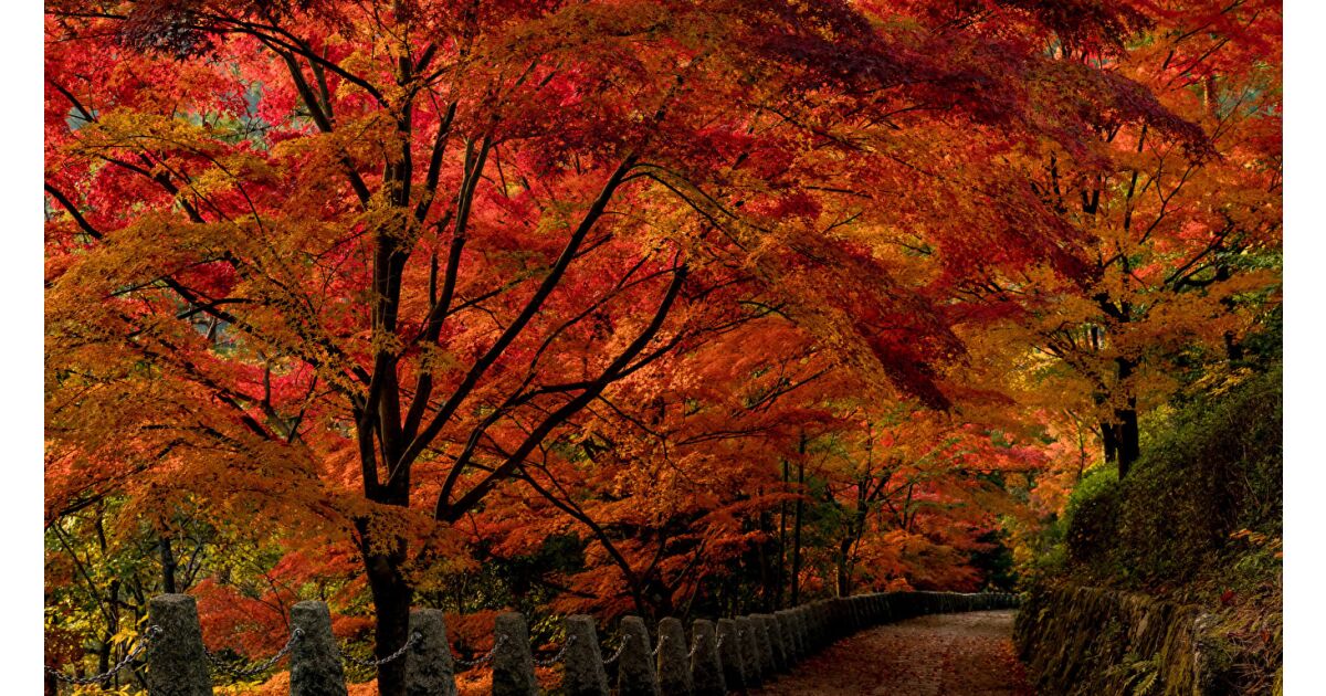 Tapéta Japán kert, 250 x 150 cm | Pepita.hu