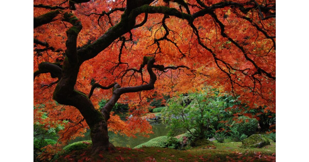 Fototapet autocolant Pom cu frunze de foc, gradina japoneza, 250 x 150 ...