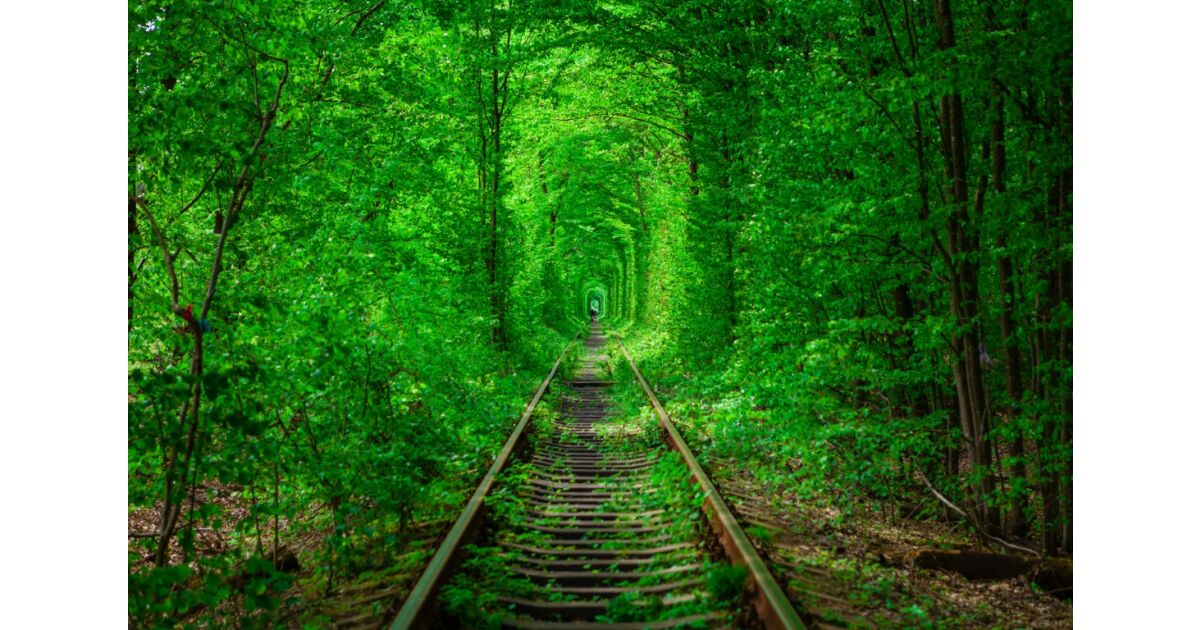 Öntapadós tapéta Forest10, 300 x 200 cm | Pepita.hu