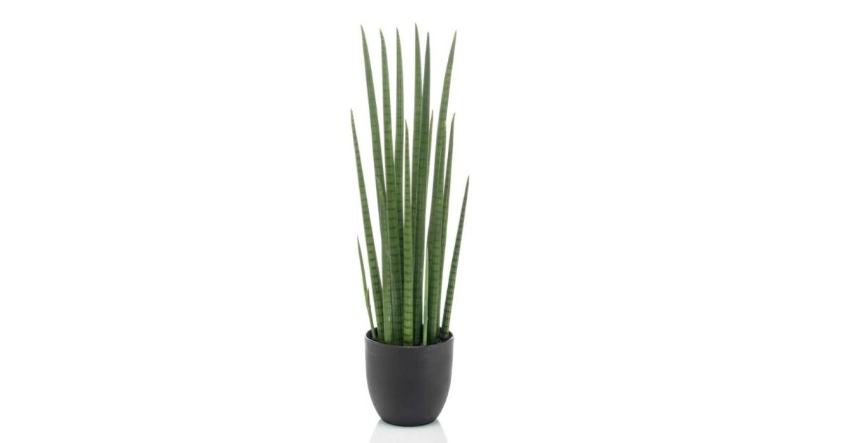 Élethű cserepes sansavera cylindrica 70cm | Pepita.hu