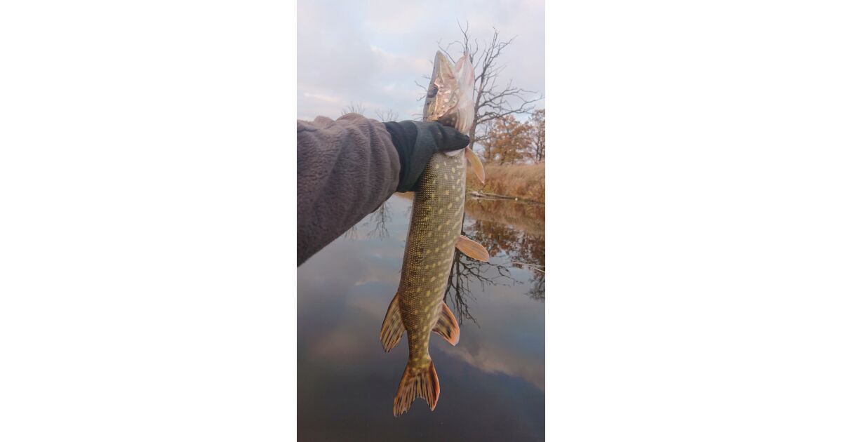 POPPER FLOPPER Wobbler HARCSA CSUKA SÜLLŐ 01 | Pepita.hu