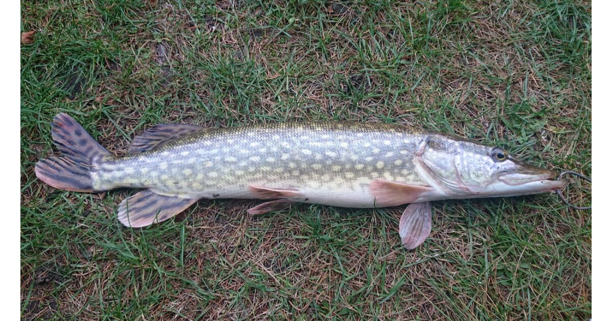 POPPER FLOPPER WHOPPER HARCSA CSUKA SÜLLŐ 04 | Pepita.hu