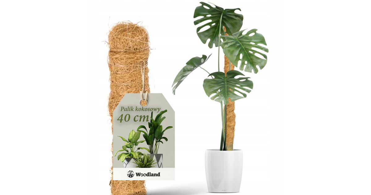 KÓKUSZDIÓS CÖK 40CM-ES TÁMASZ MONSTERA VIRÁGNÖVÉNYEKHEZ, VASTAG 32MM ...